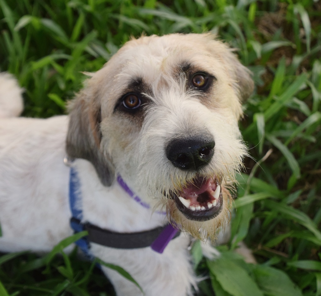 Dotty - Large Female Brittany Spaniel x German Wirehaired Pointer Mix ...