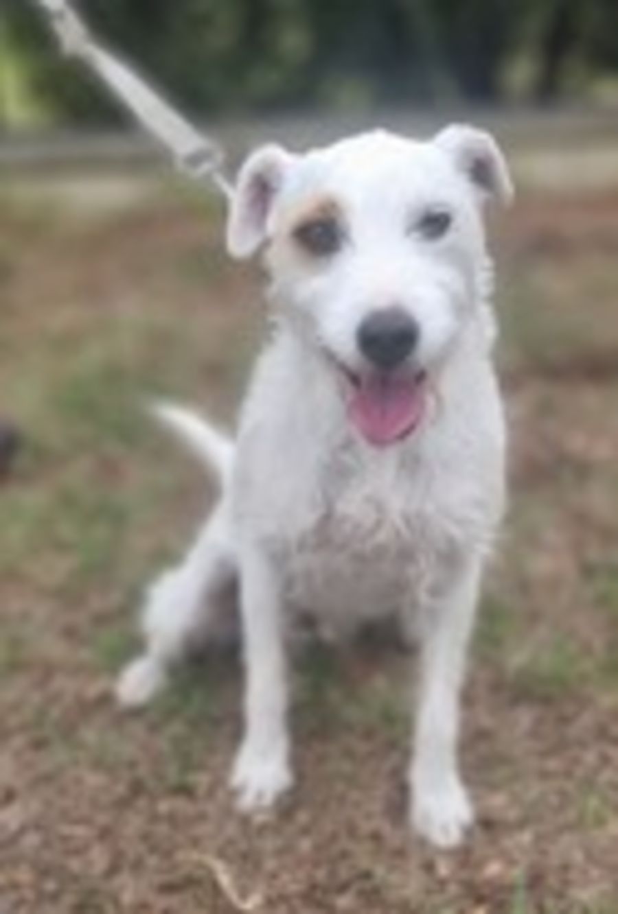 Howard (51441) - Small Male Jack Russell Terrier Dog in VIC - PetRescue