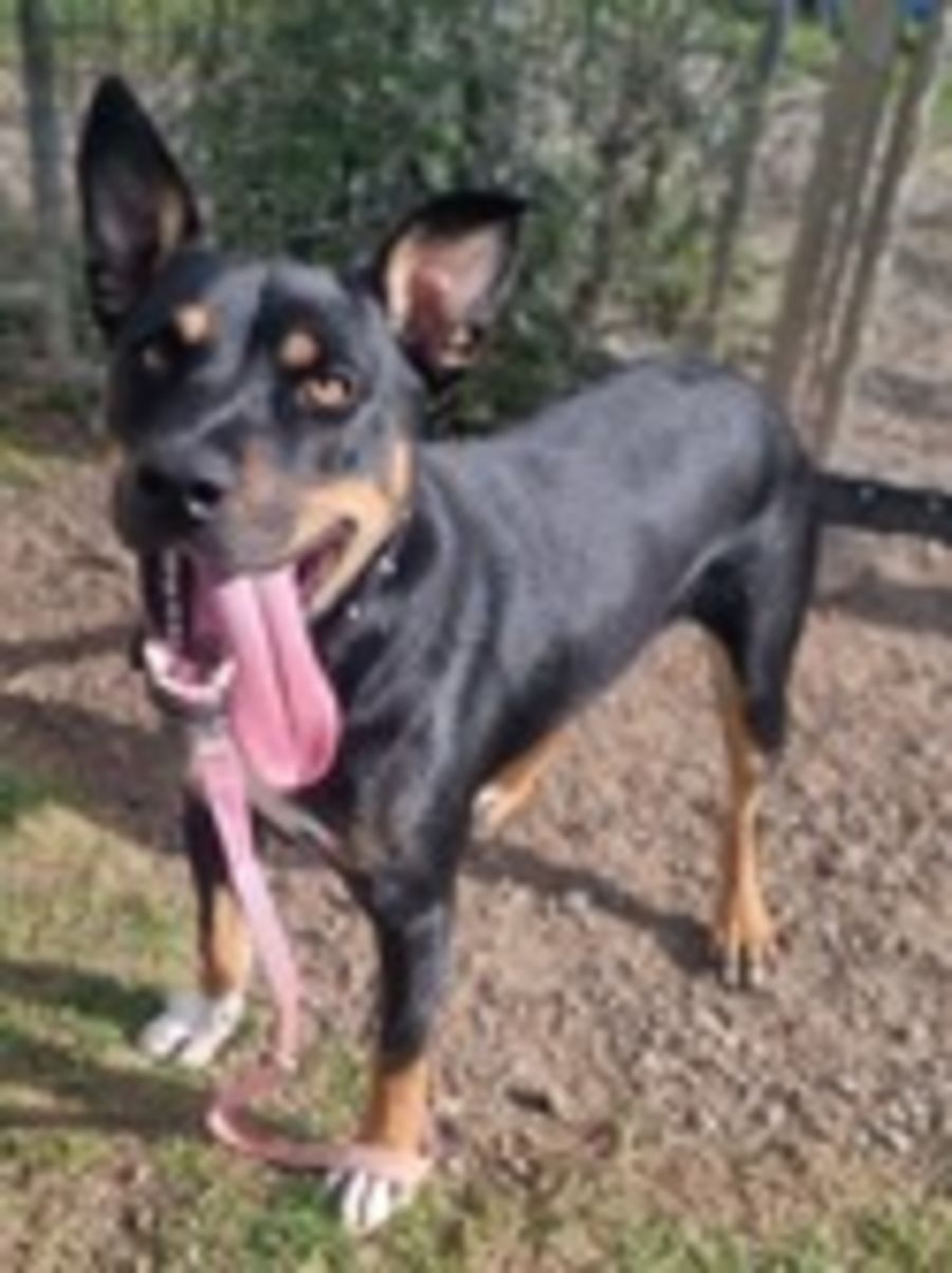 Rover (60221) - Medium Male Kelpie x Rottweiler Dog in VIC - PetRescue
