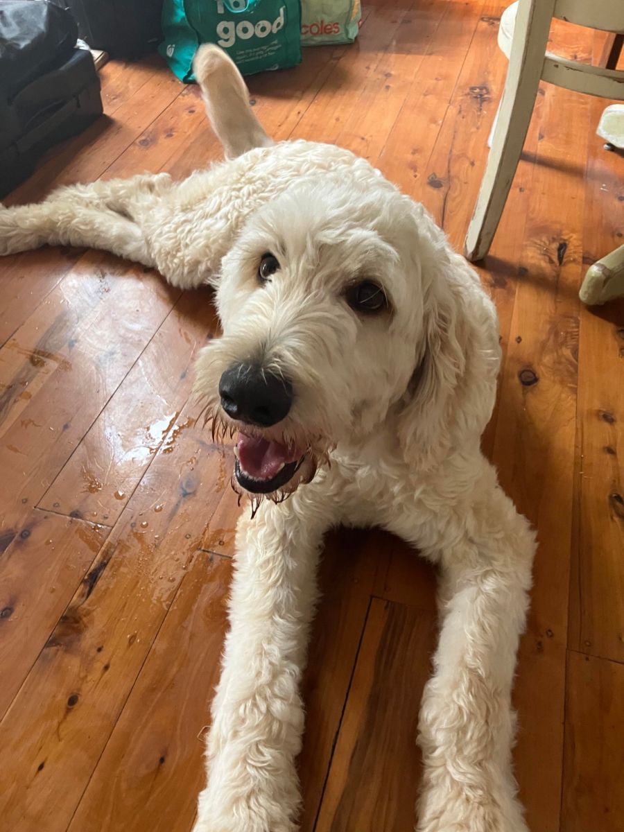 Archer - Large Male Poodle x Golden Retriever Dog in NSW - PetRescue