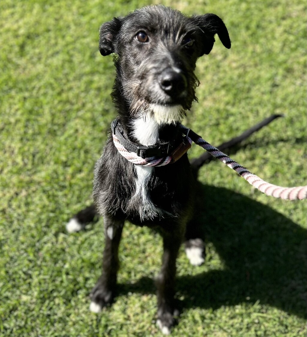 Kobe - Medium Male Staghound Mix Dog in VIC - PetRescue