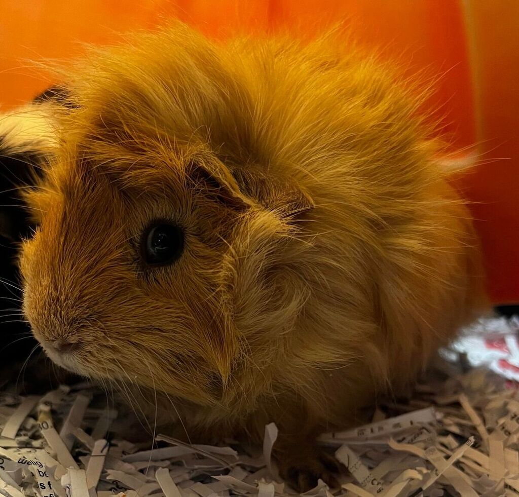 George - Male Short-hair Abyssinian Mix Guinea Pig in QLD - PetRescue