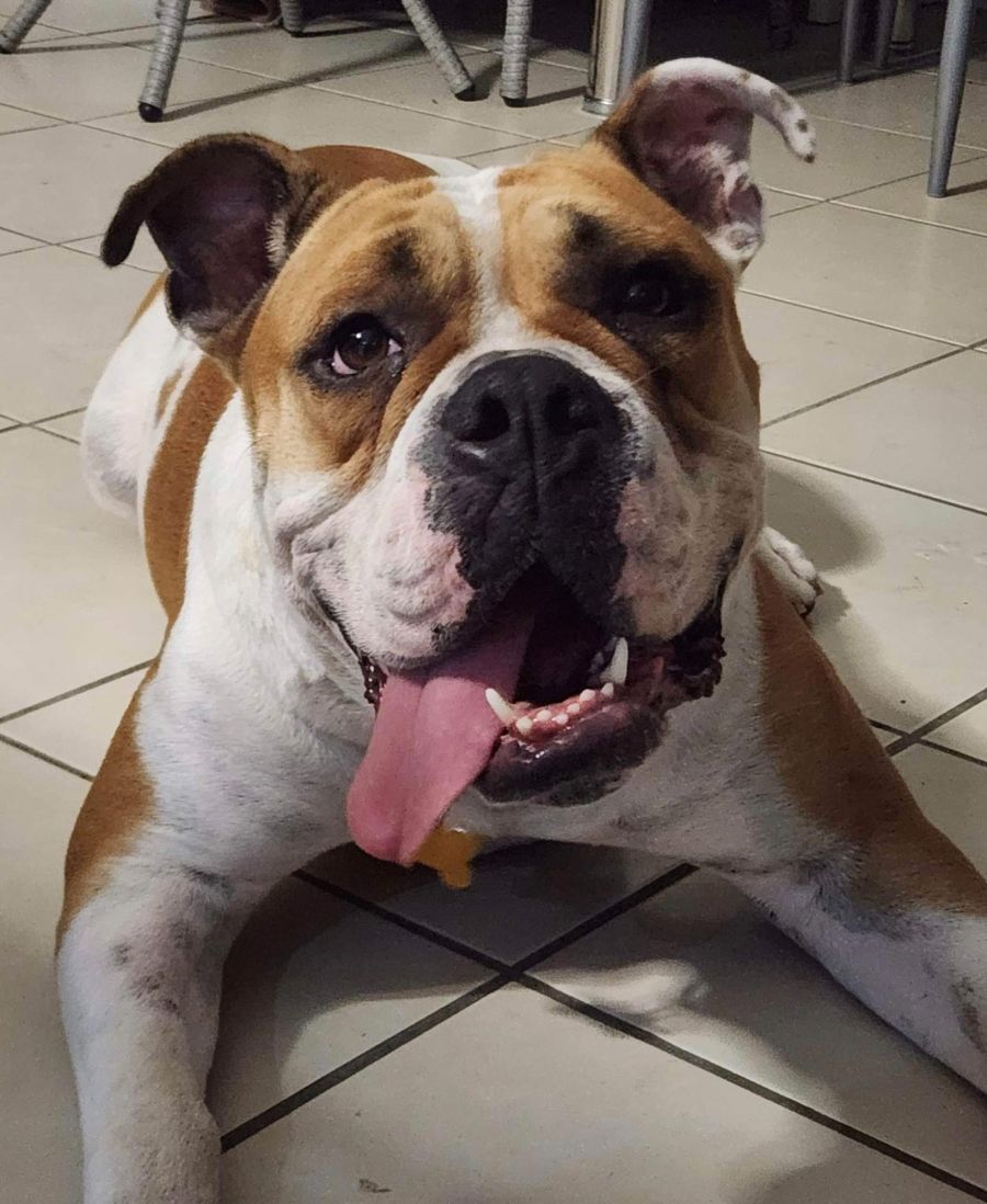 Tia - Medium Female Australian Bulldog Mix Dog in QLD - PetRescue