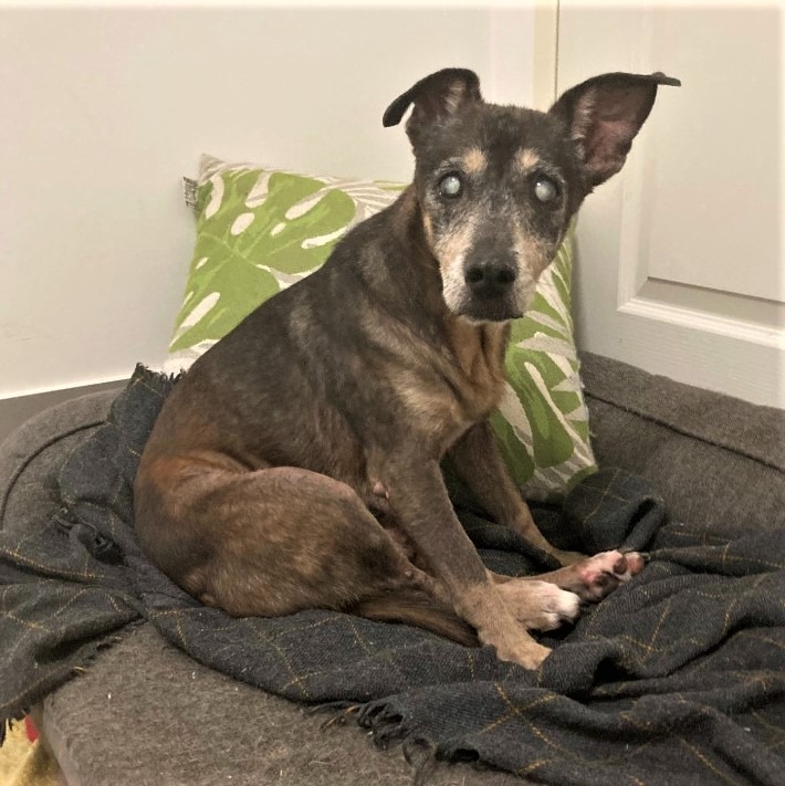 Bundy - Medium Male Mixed Breed Dog in WA - PetRescue