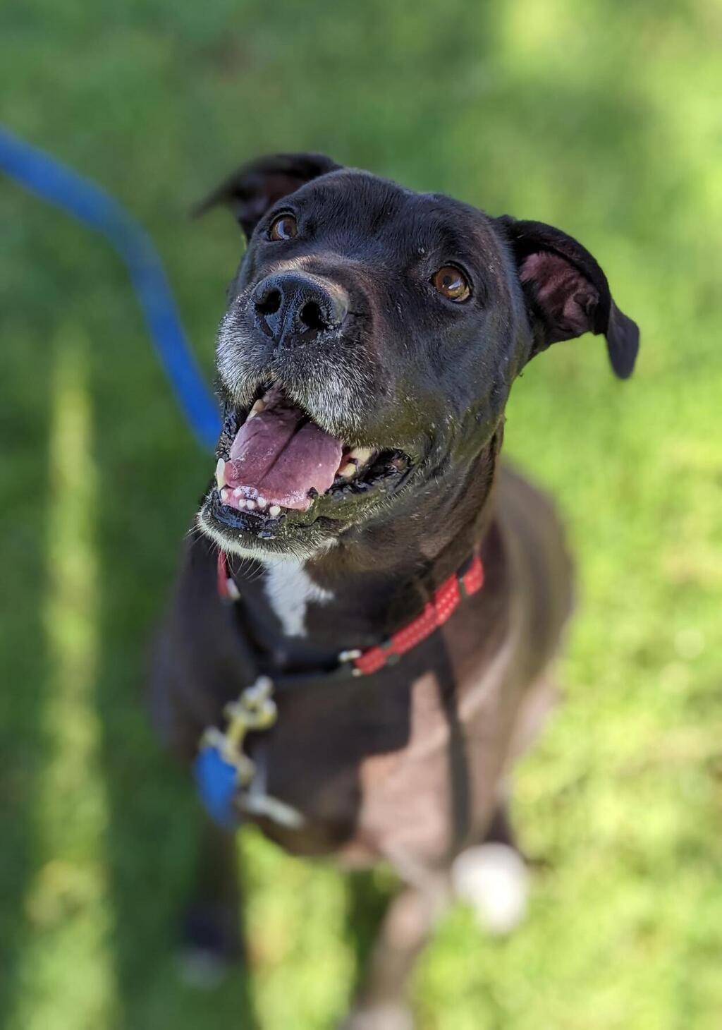 Shiloh - Medium Female Labrador x Mastiff Mix Dog in WA - PetRescue