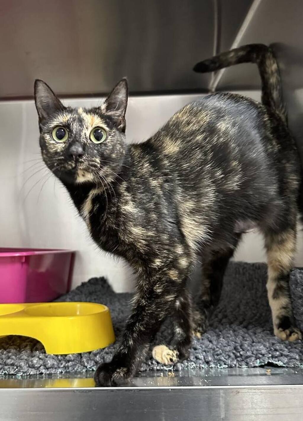 Thea - Female Domestic Short Hair Cat in ACT - PetRescue