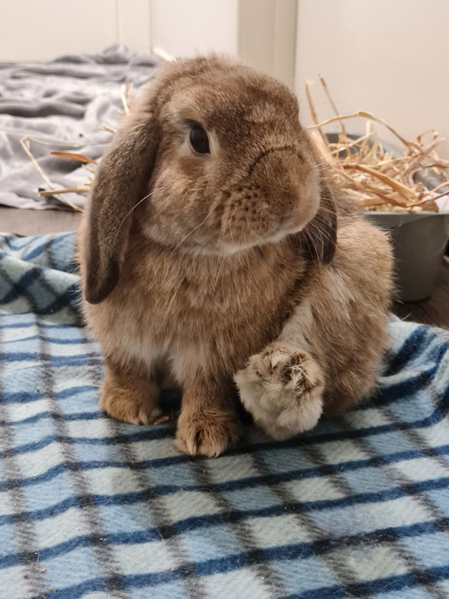 Gus - Male Lop Eared Rabbit in VIC - PetRescue