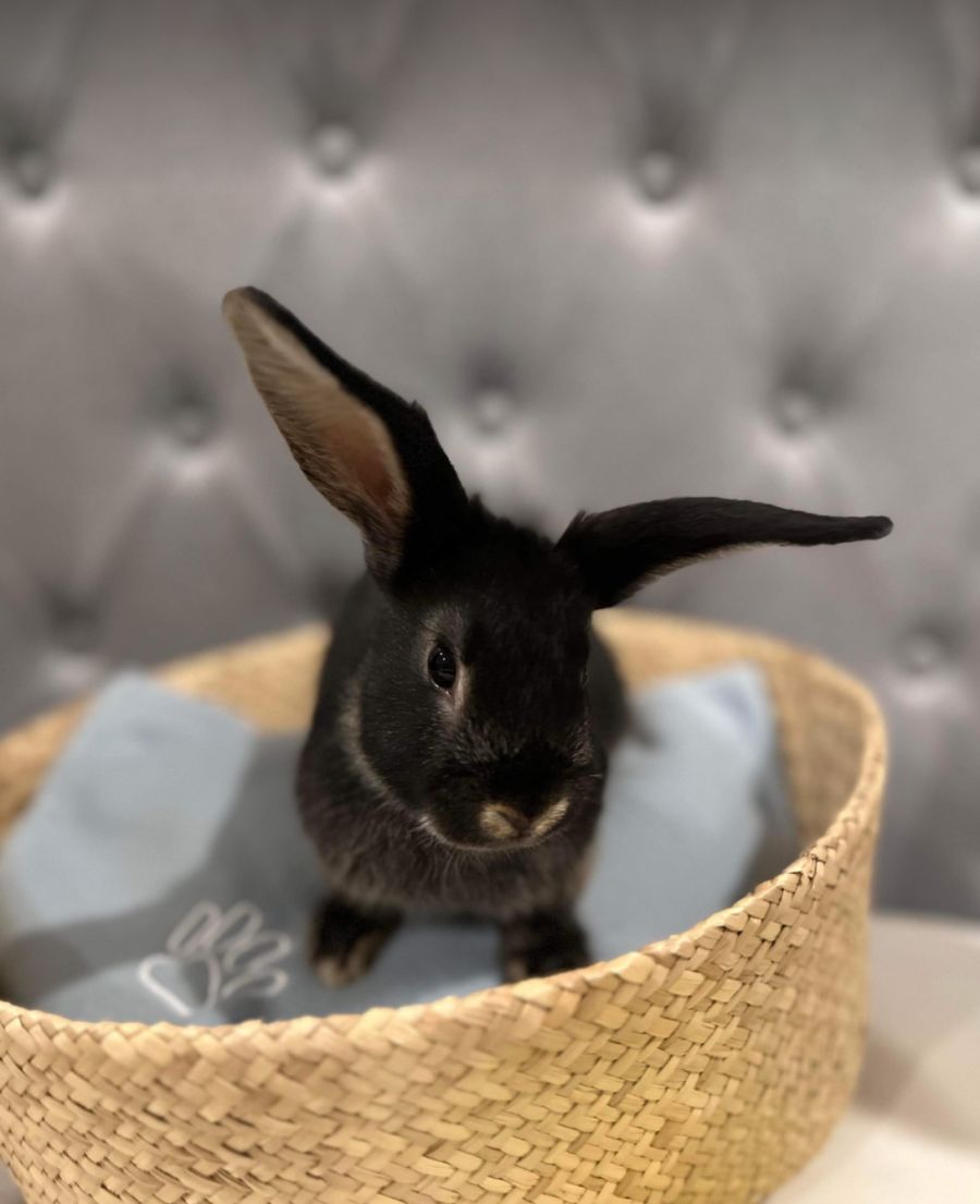 Belakor - Male Rabbit in VIC - PetRescue