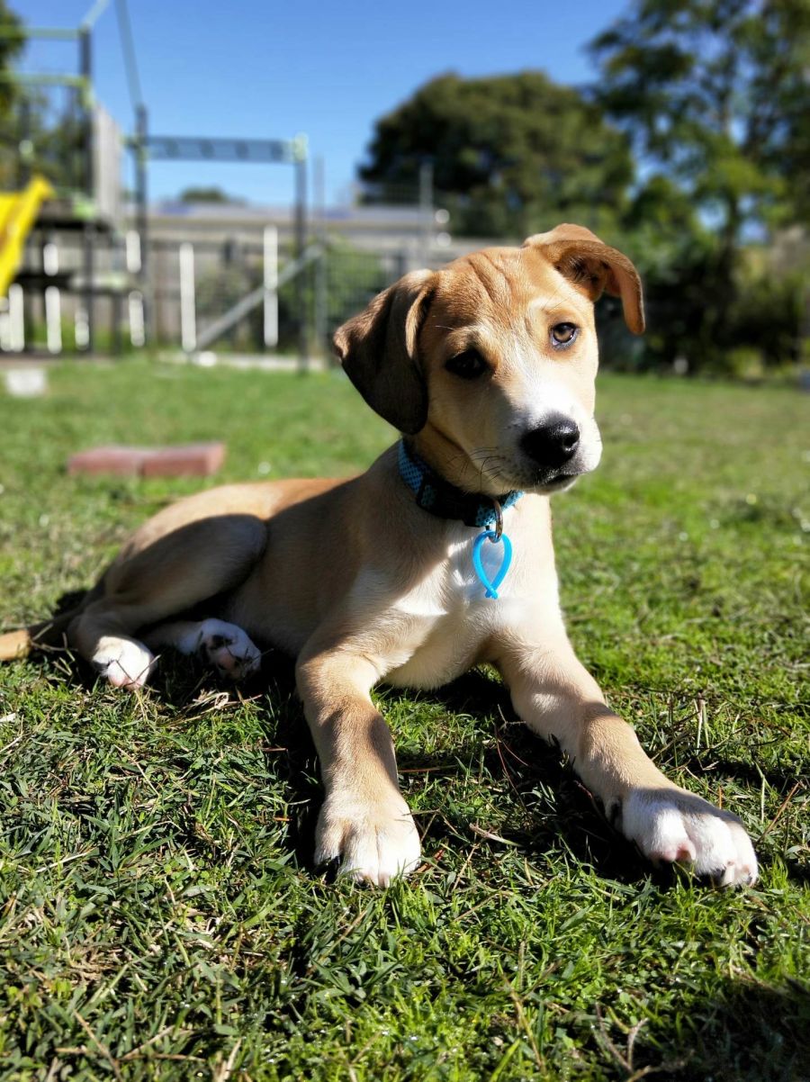 Enzo - Medium Male Labrador Dog in VIC - PetRescue