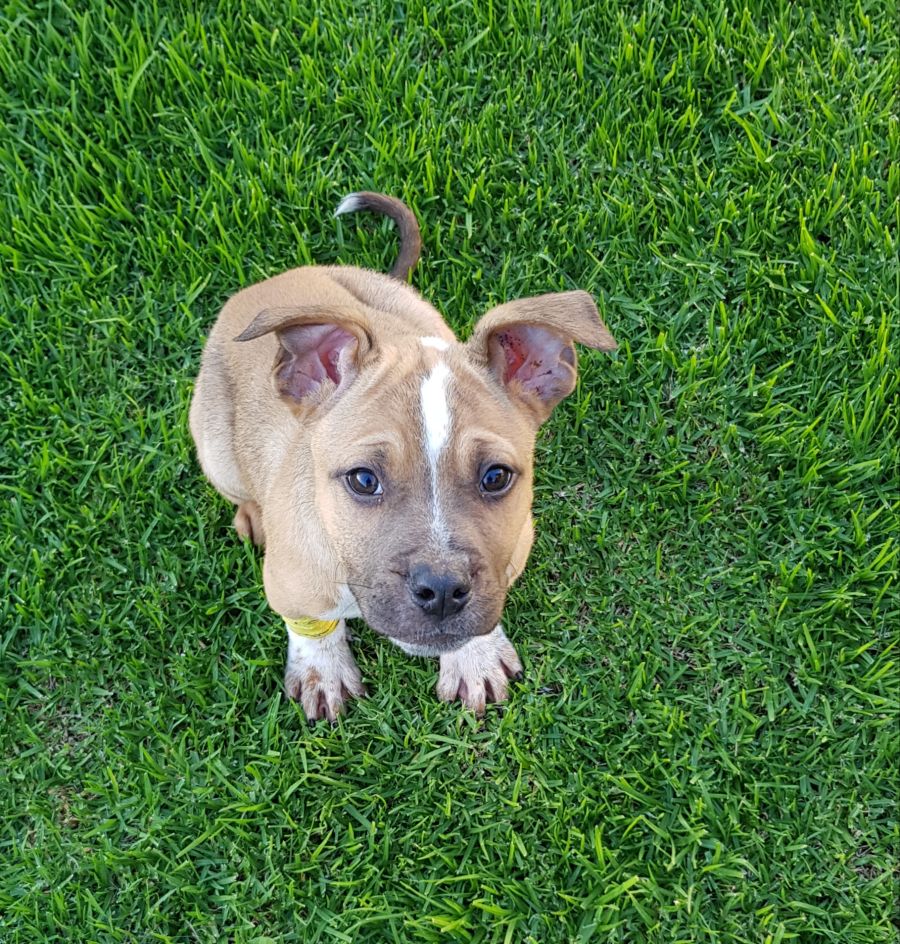 Floyd - Medium Male Staffy Mix Dog in VIC - PetRescue