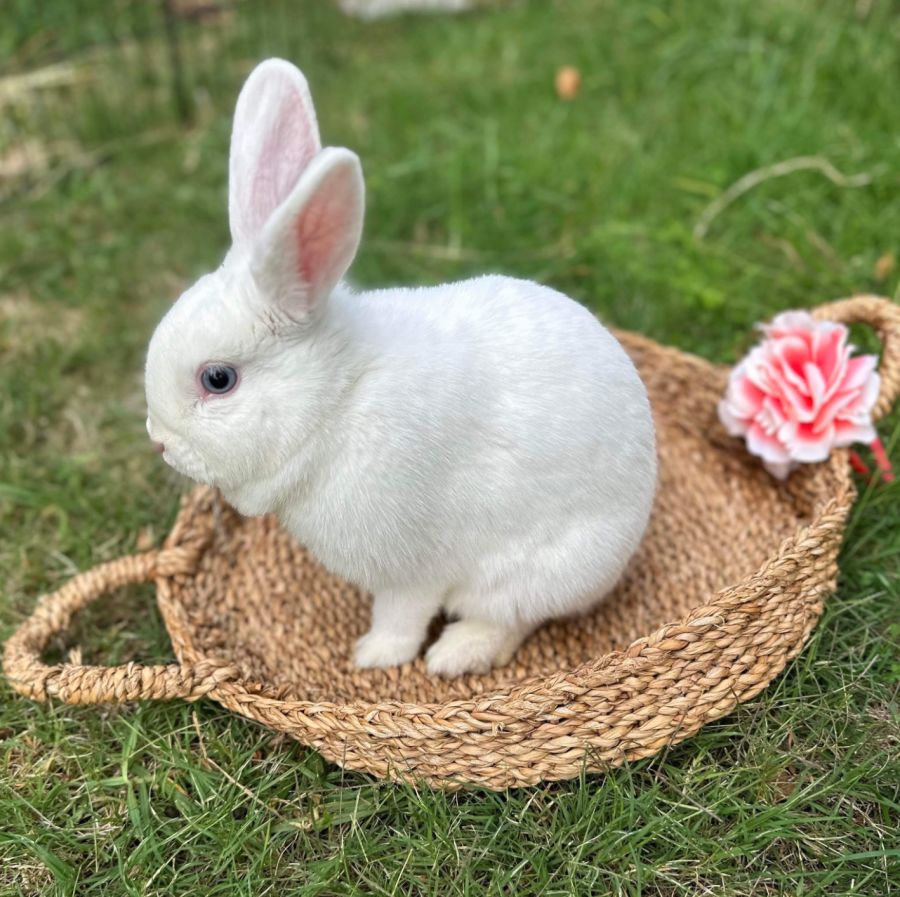 The Rabbit Sanctuary - PetRescue