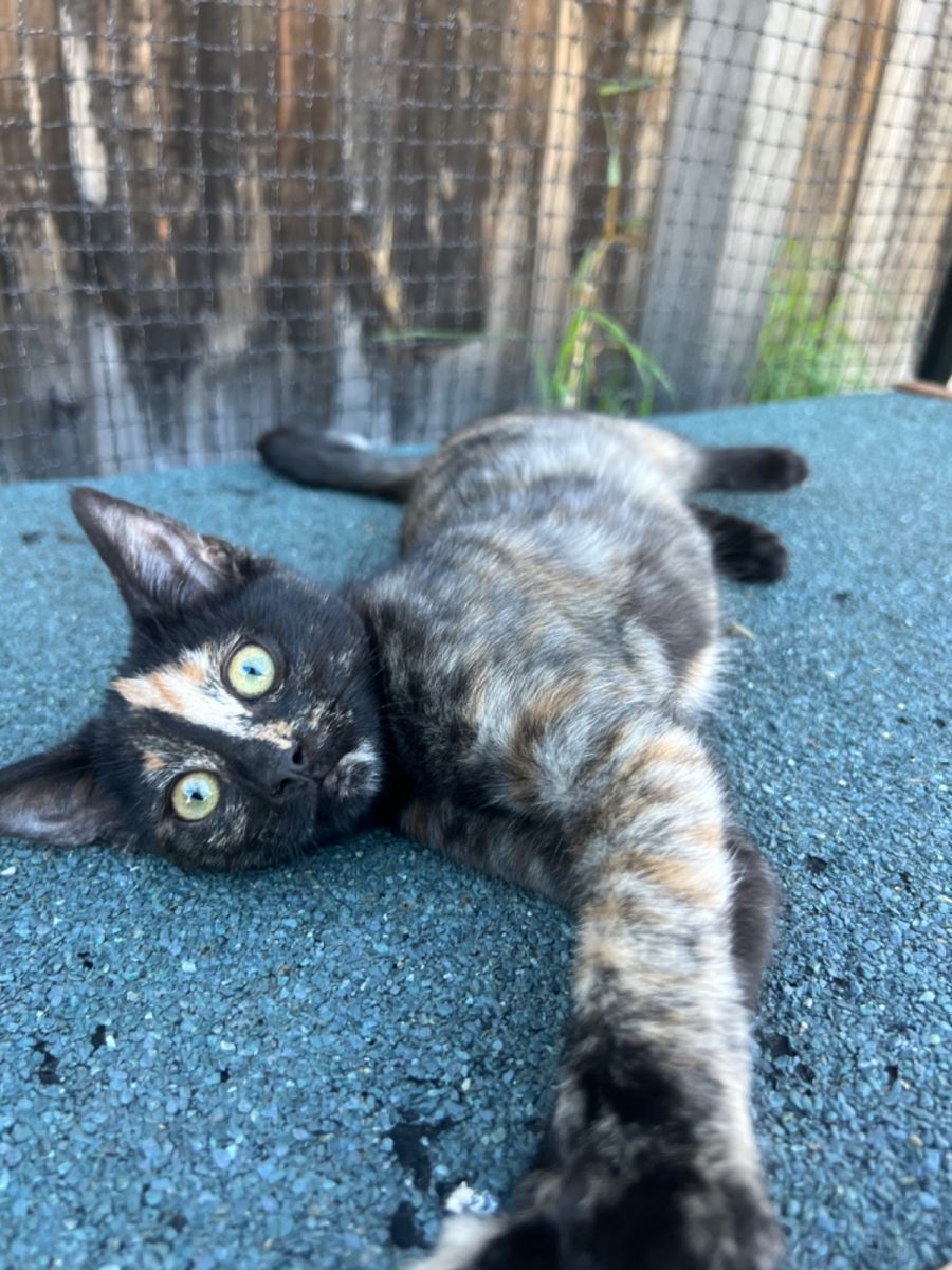Kaycee - Female Domestic Short Hair Cat in VIC - PetRescue