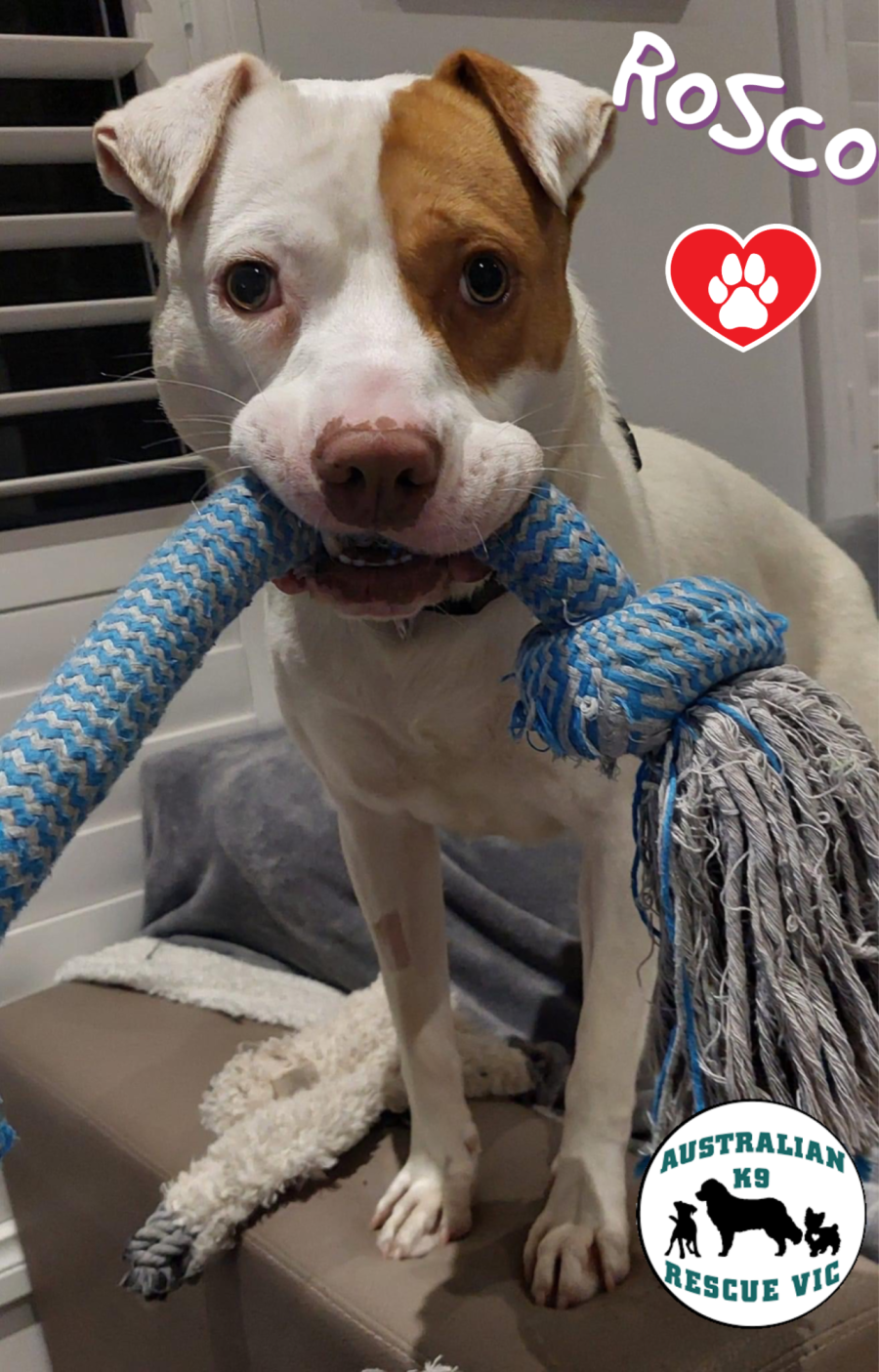 Rossco - Medium Male Staffy Mix Dog in VIC - PetRescue