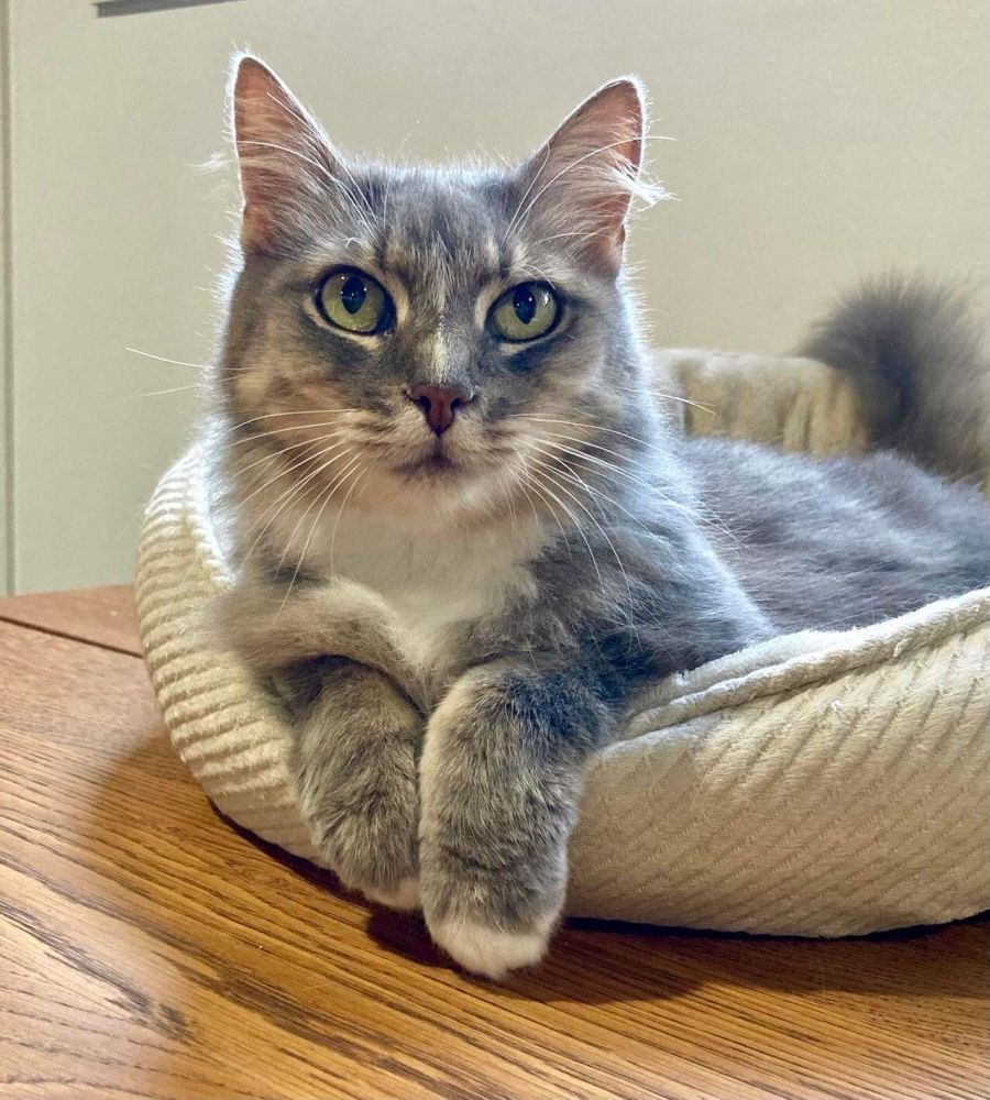 Meeka - Female Domestic Medium Hair Cat in QLD - PetRescue