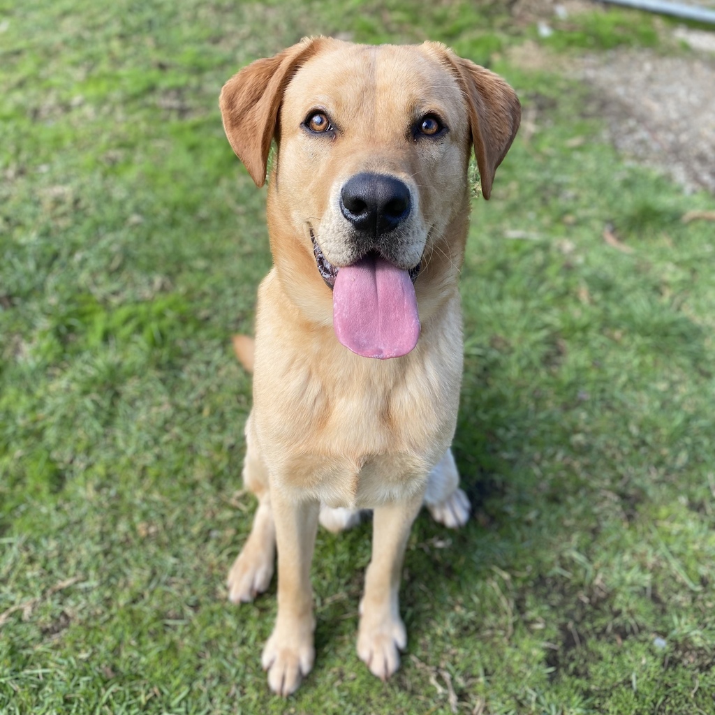 Lido - Large Male Labrador Mix Dog in VIC - PetRescue