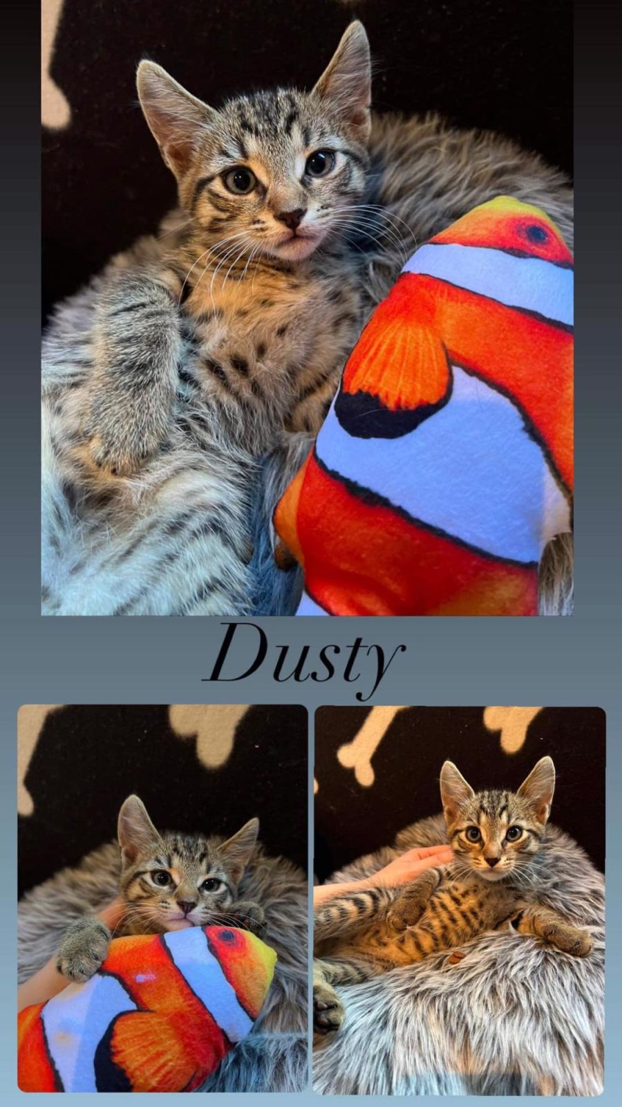 Dusty - Male Domestic Short Hair Cat in QLD - PetRescue