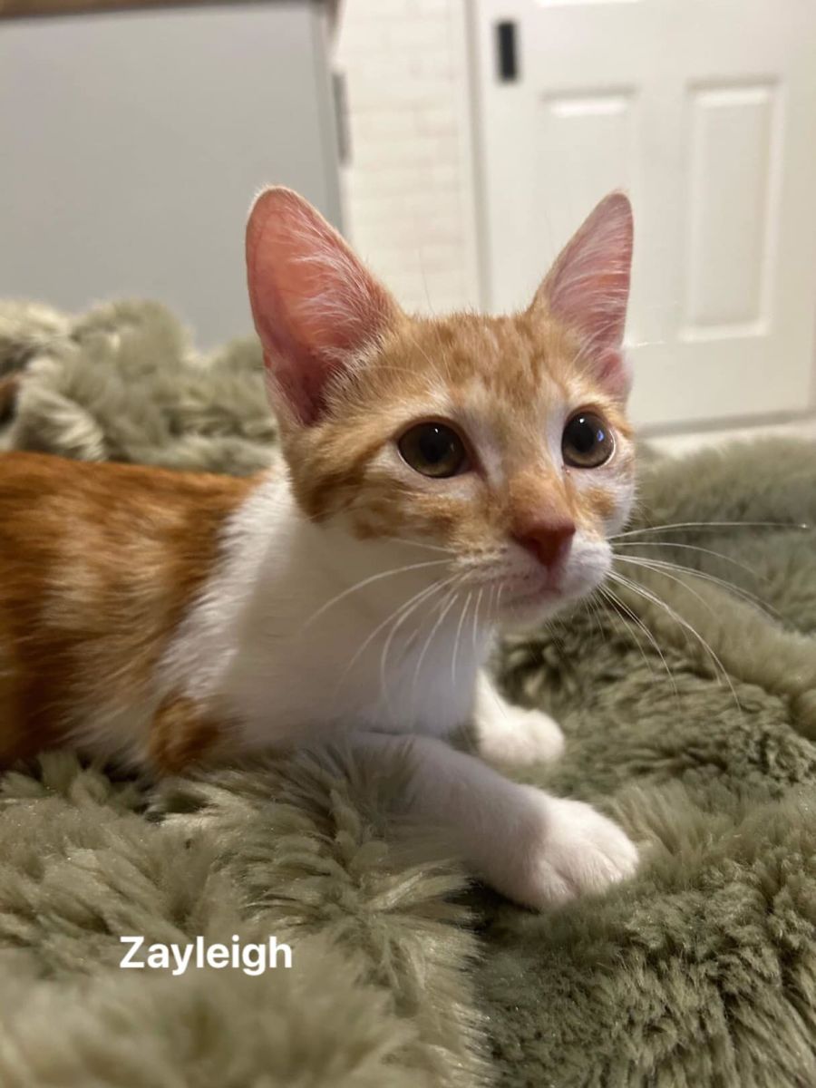 Zayleigh - Female Domestic Short Hair Cat in QLD - PetRescue