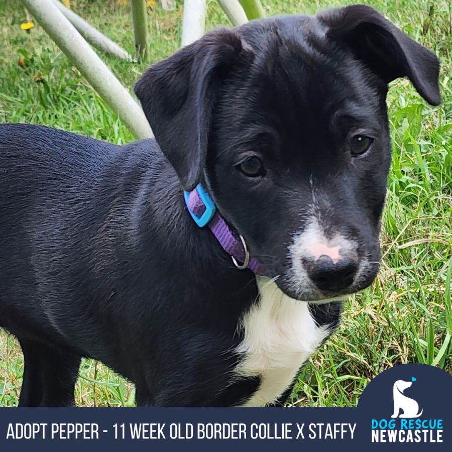 Pepper - 11 Week Old Border Collie X (Trial) - Medium Female Border ...