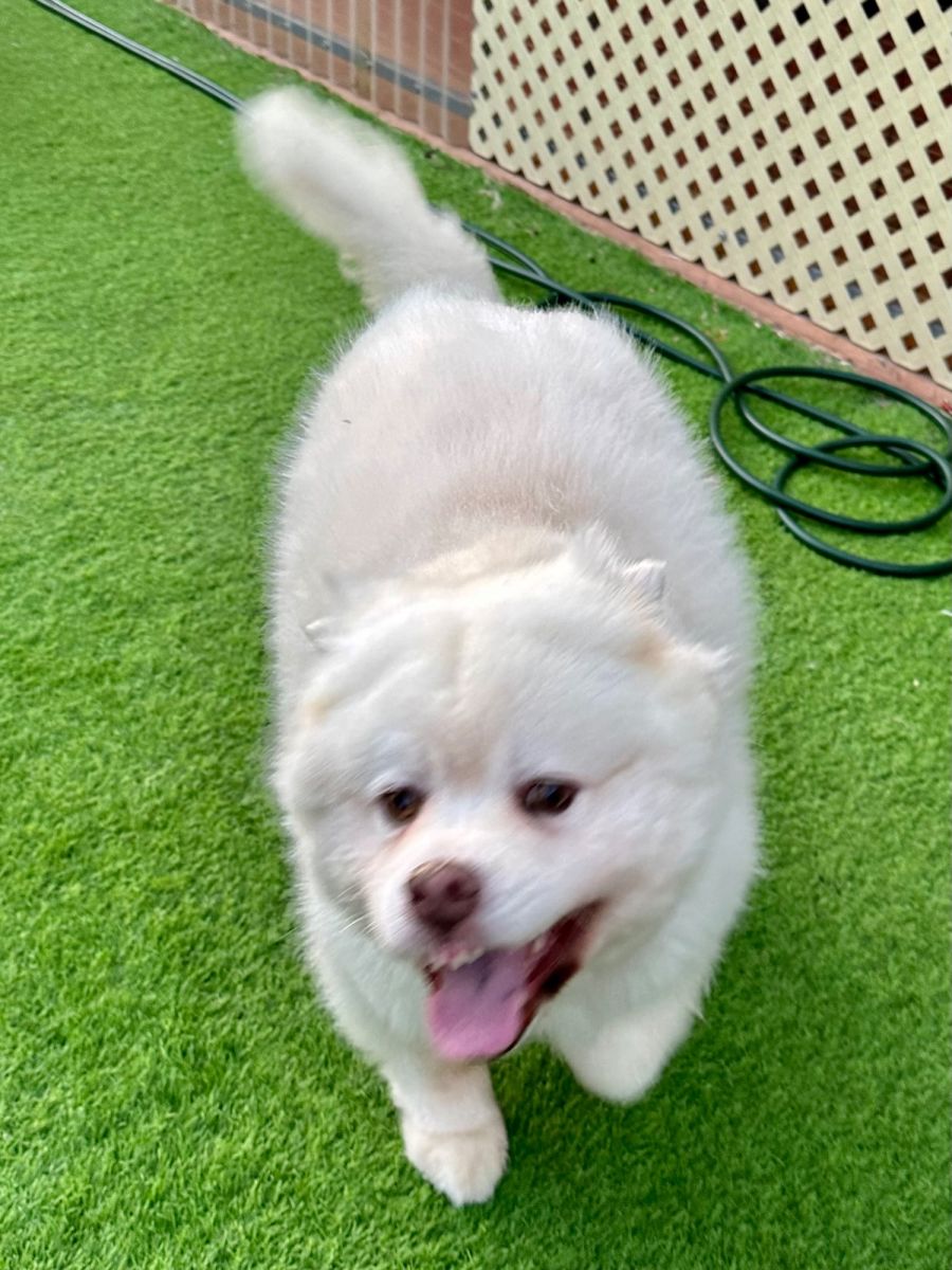 Luna - Medium Female Samoyed Mix Dog in VIC - PetRescue