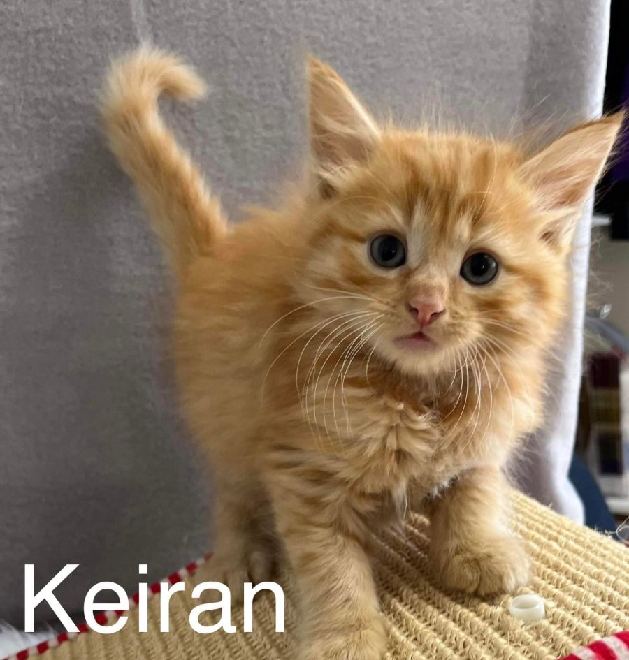 Kieran - Male Domestic Medium Hair Cat in QLD - PetRescue
