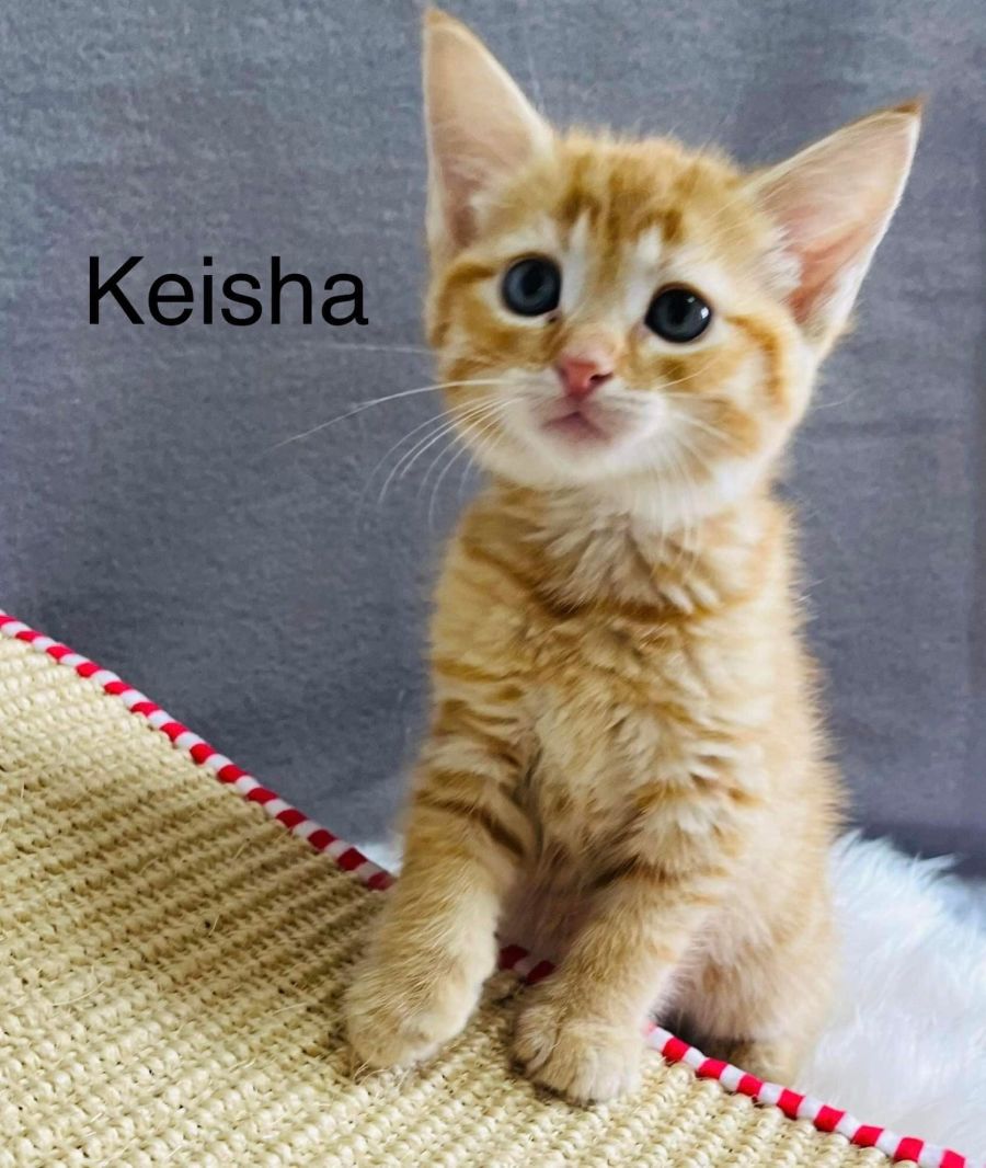 Keisha - Female Domestic Short Hair Cat in QLD - PetRescue