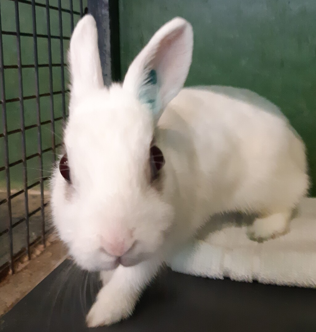 Tigress - Female Dwarf Rabbit in VIC - PetRescue