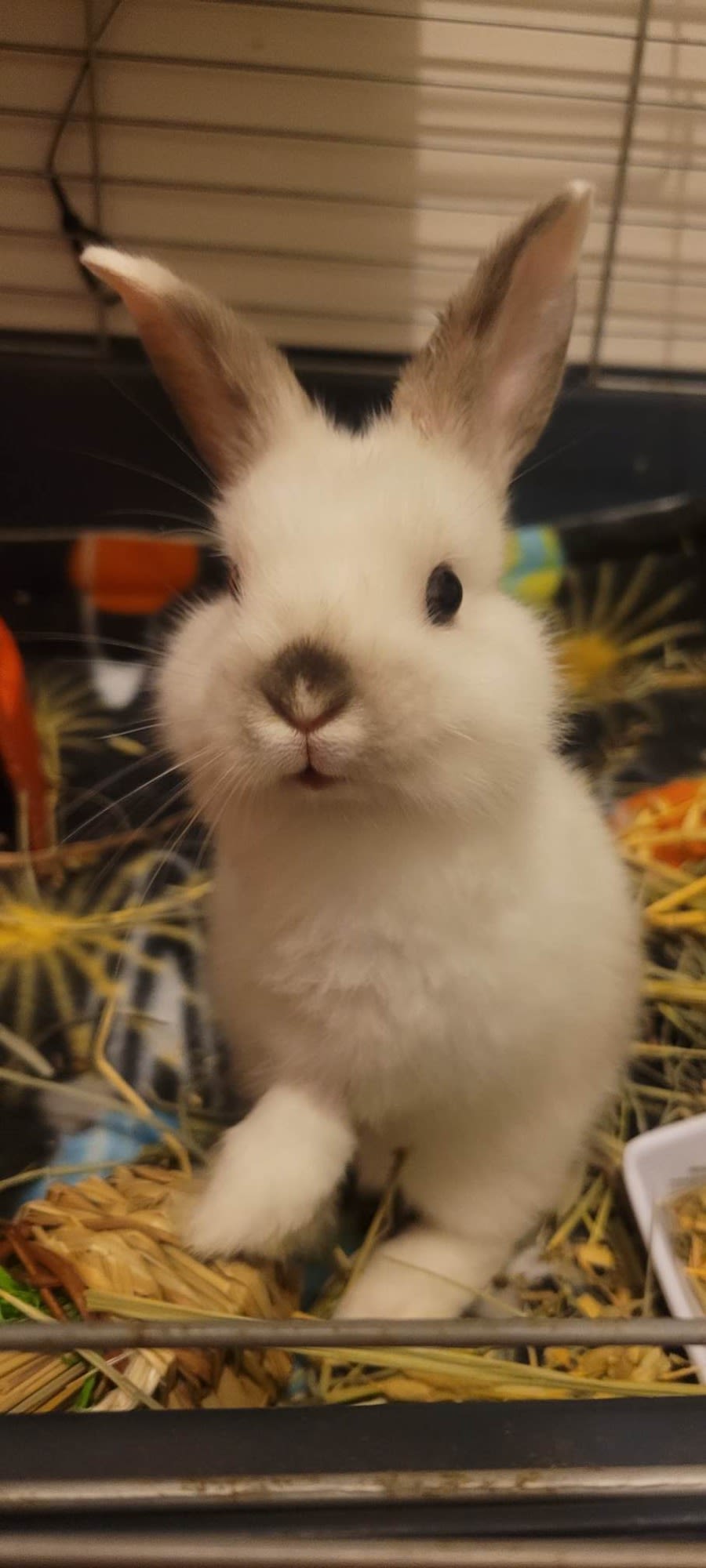 Cinnamon Scroll (Mouse) - Male Dwarf Rabbit in WA - PetRescue