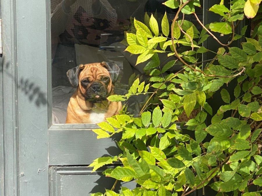 Rosie Nightingale - Medium Female Pug Mix Dog in VIC - PetRescue