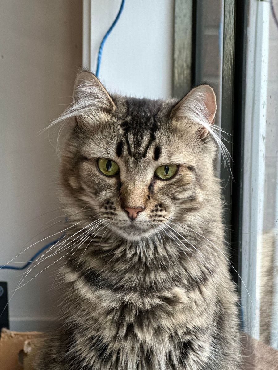 Greg - Located in Brunswick West - Male Domestic Short Hair Cat in VIC ...