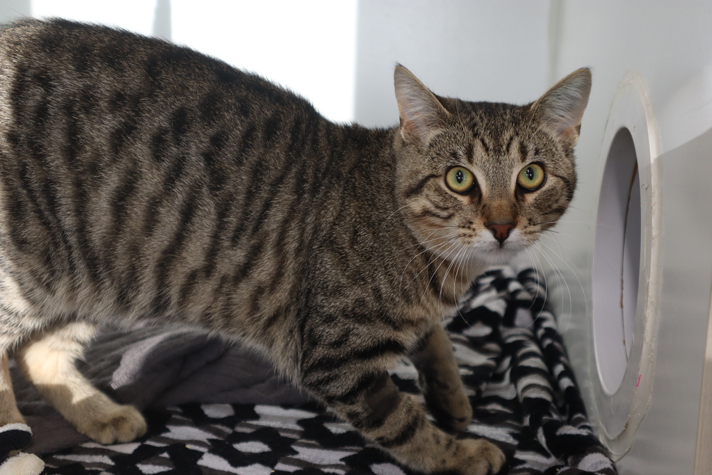 Jonesy - Male Domestic Short Hair Mix Cat in VIC - PetRescue