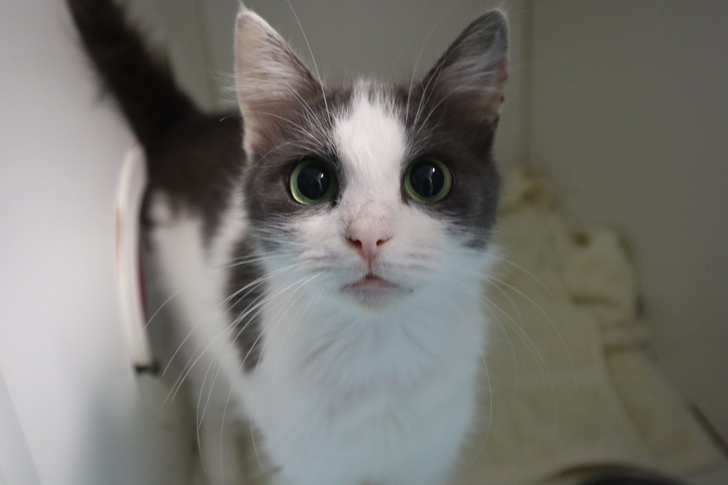 Doey - Female Domestic Short Hair Mix Cat in VIC - PetRescue