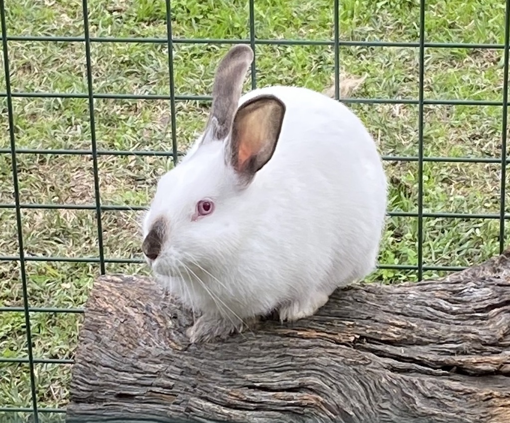 Mrs E. Bunny - Female Californian Dwarf Mix Rabbit in VIC - PetRescue