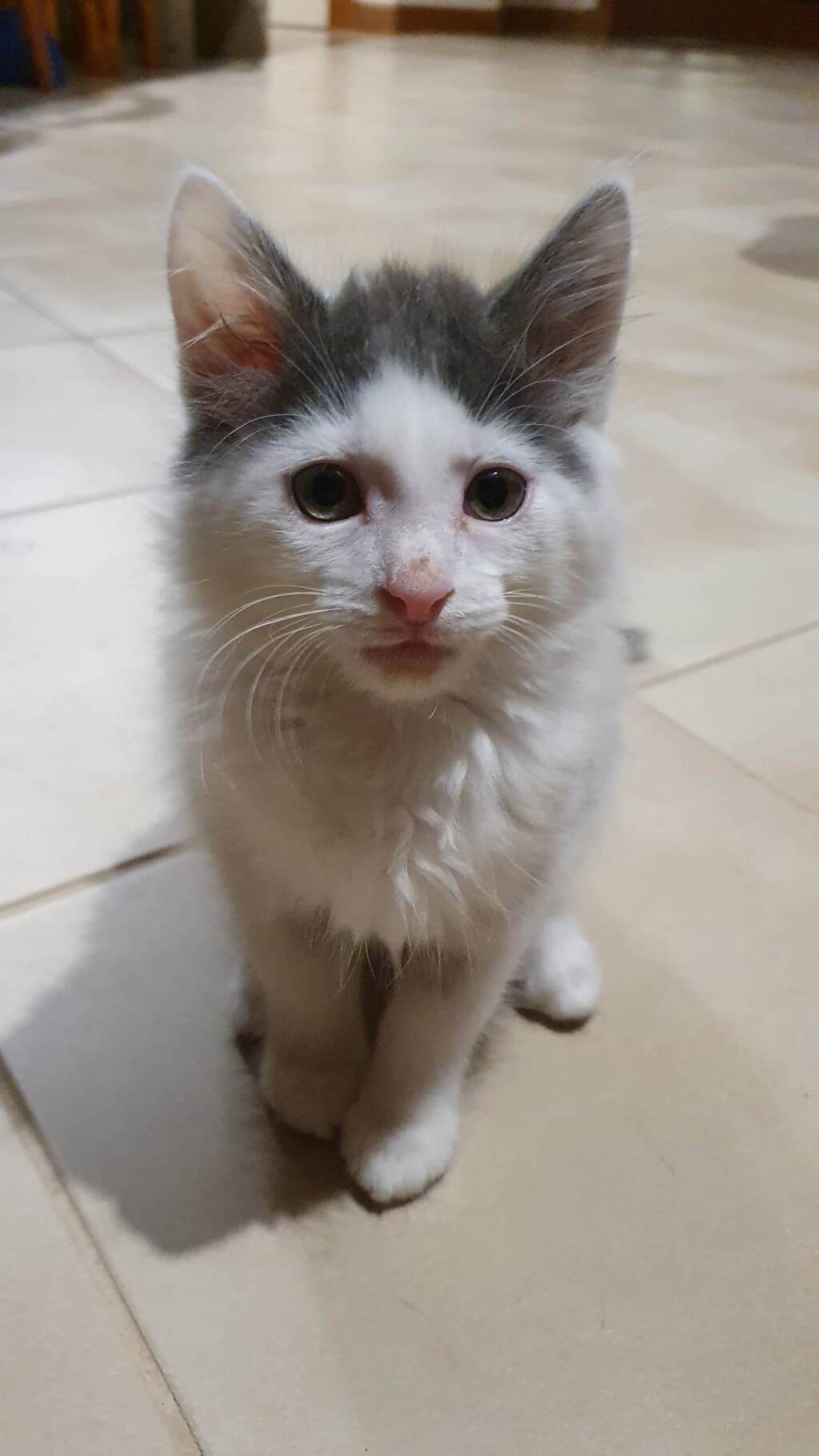 Snickers - Male Dsh Mix Cat in VIC - PetRescue