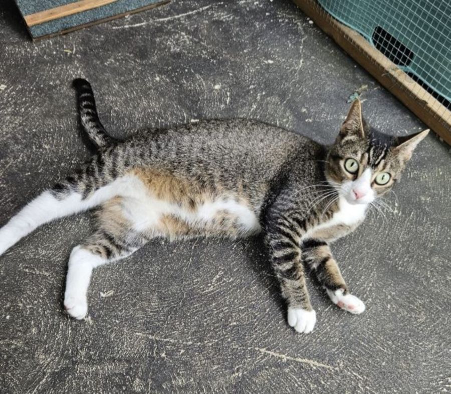 Daisy - Female Abyssinian Mix Cat in NSW - PetRescue