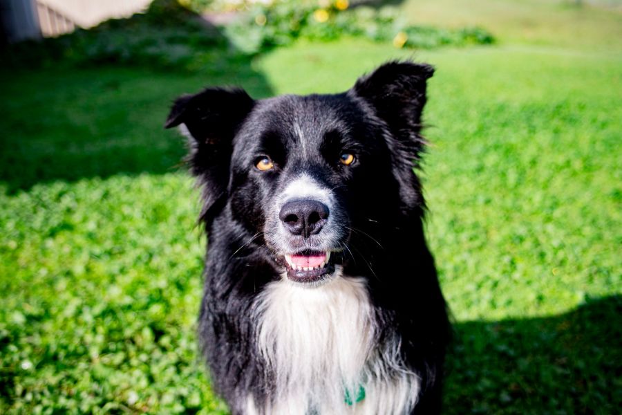 Mota - Medium Male Border Collie Dog in NSW - PetRescue