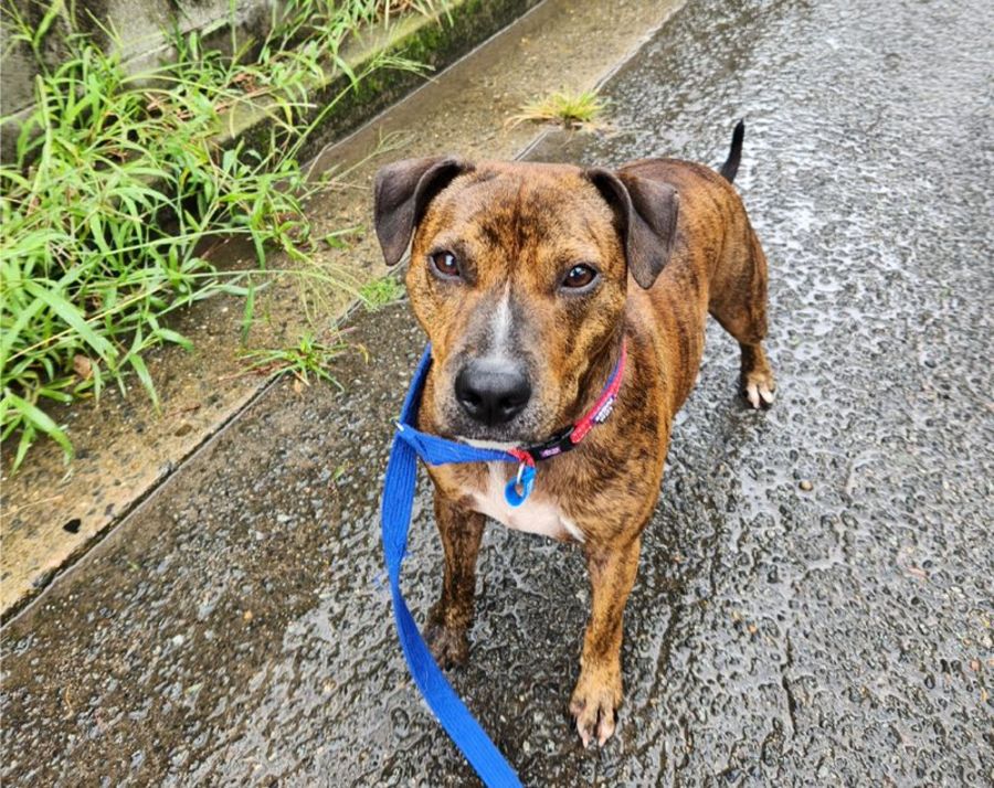 Tiger - Medium Male American Staffordshire Terrier Dog in NSW - PetRescue