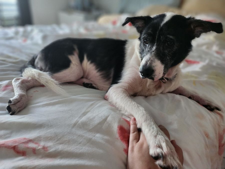 Alexis - Medium Female Border Collie Dog in NSW - PetRescue