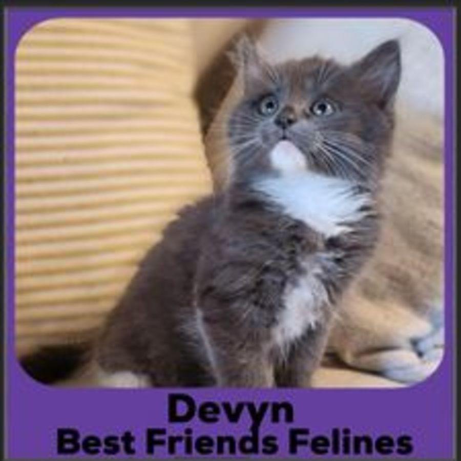 Devyn - Male Domestic Medium Hair Cat in QLD - PetRescue