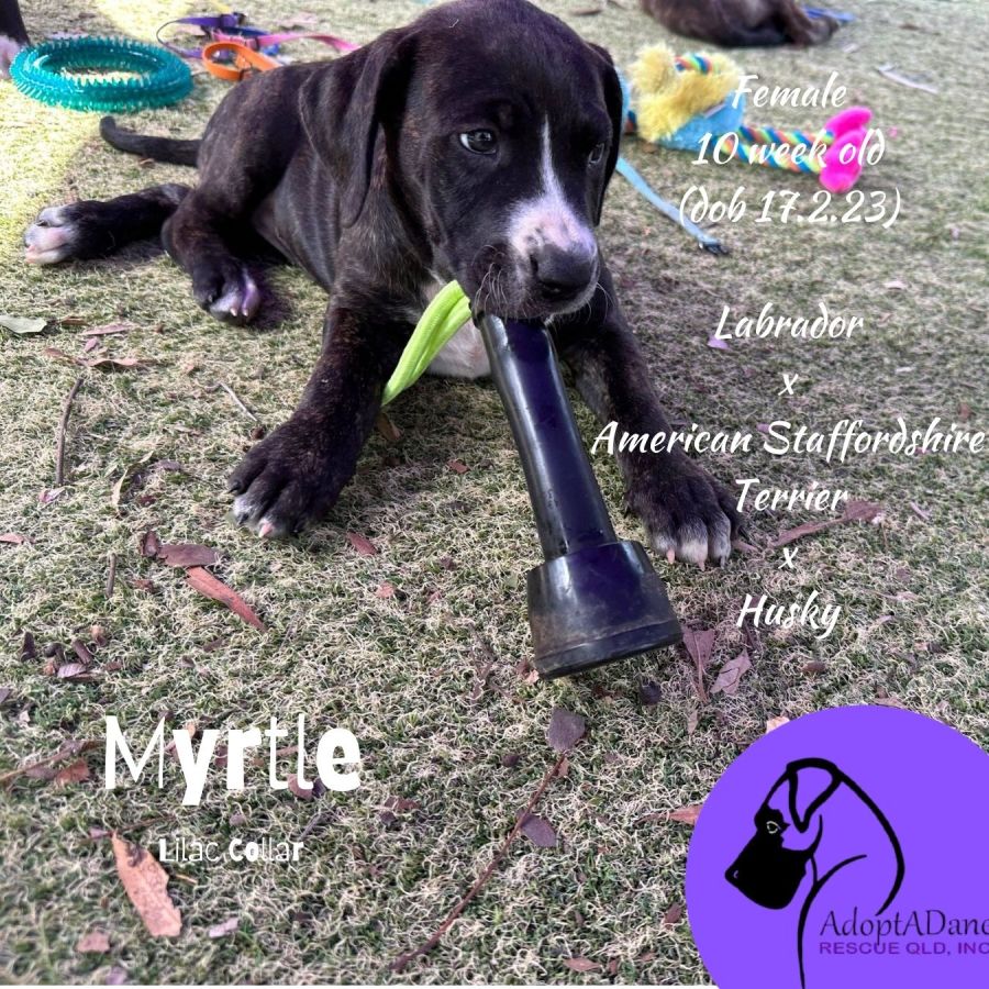 Myrtle (Lilac Collar) - Large Female Labrador x Husky x American ...
