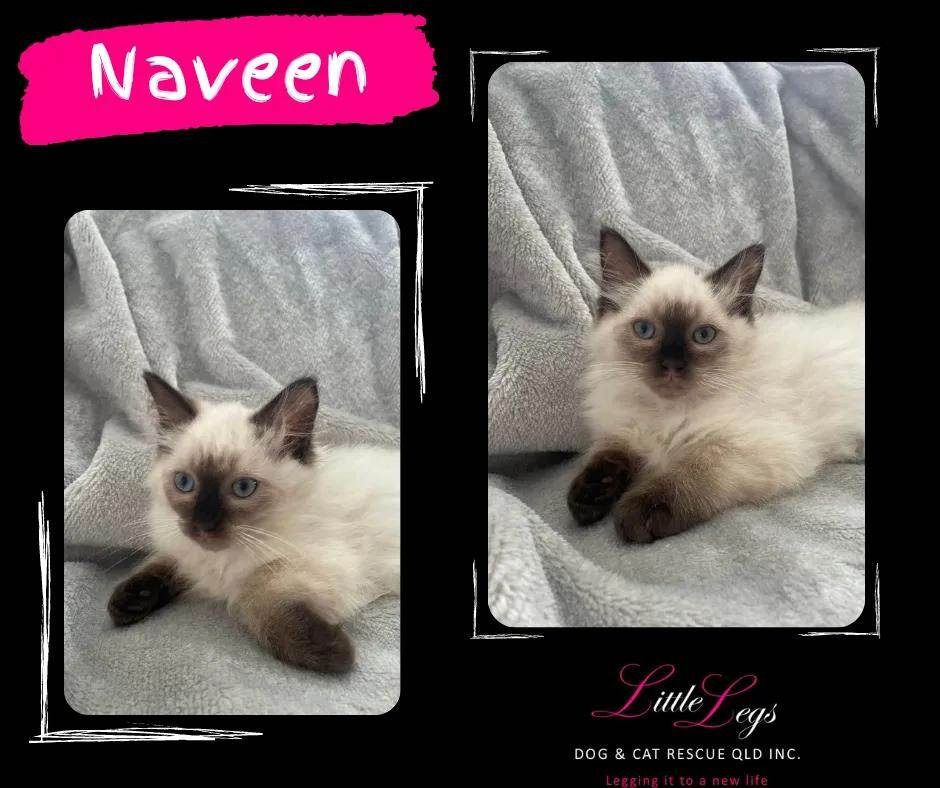 Naveen - Male Ragdoll Cat in QLD - PetRescue