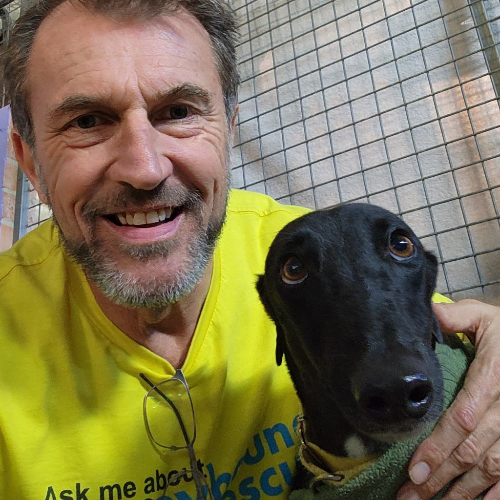 Test - Large Male Greyhound Dog in NSW - PetRescue