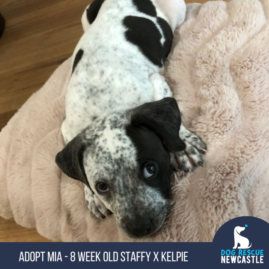 Mia - 8 Week Old Staffy X Kelpie (Trial) - Medium Female Staffy x ...