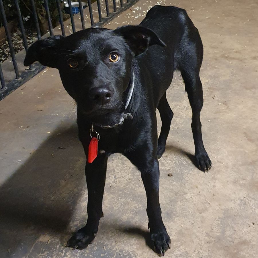 Bobby - Medium Male Kelpie Dog in NSW - PetRescue