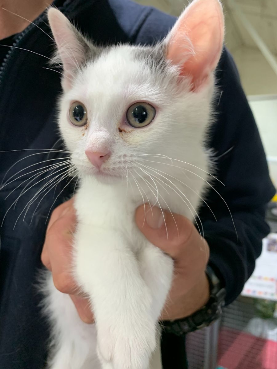 Sour - Female Domestic Short Hair Cat in VIC - PetRescue