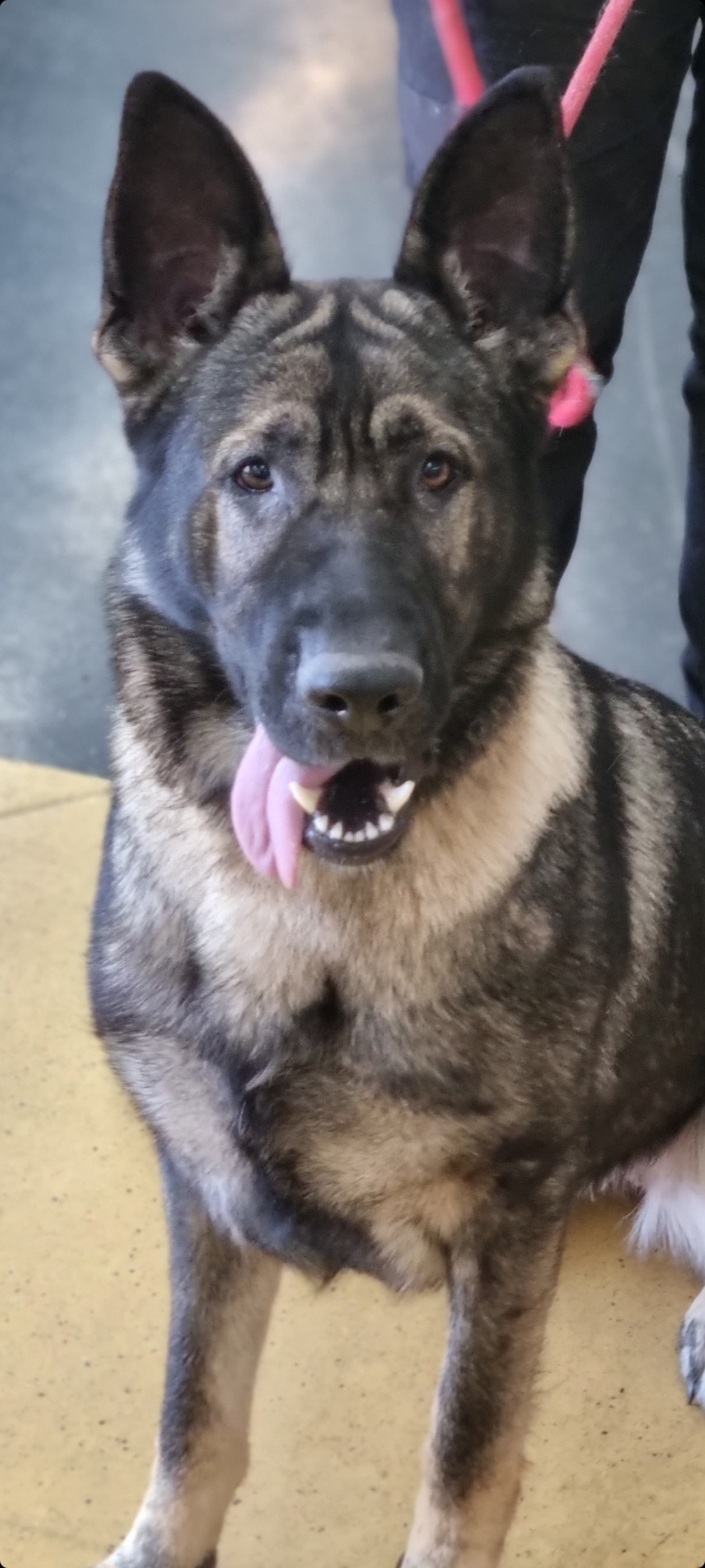 Sally - Large Female German Shepherd Mix Dog in VIC - PetRescue