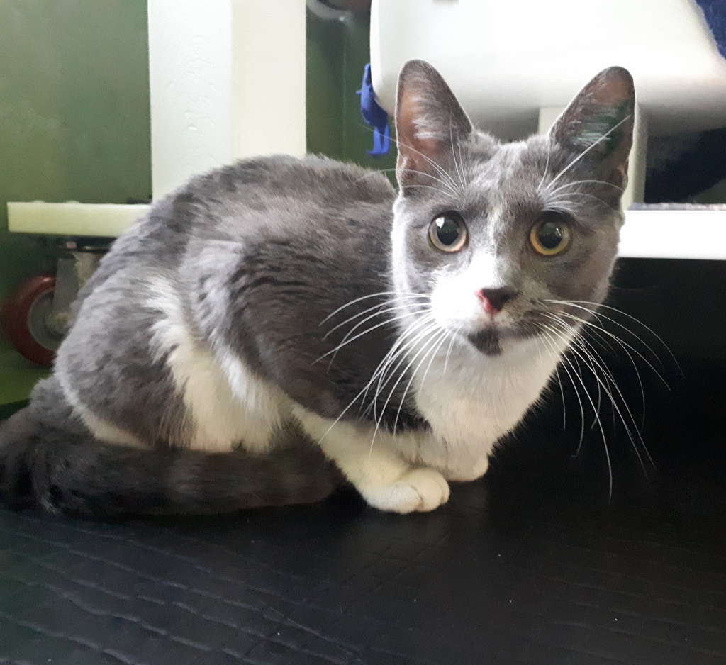 Sierra - Female Domestic Short Hair Cat in VIC - PetRescue