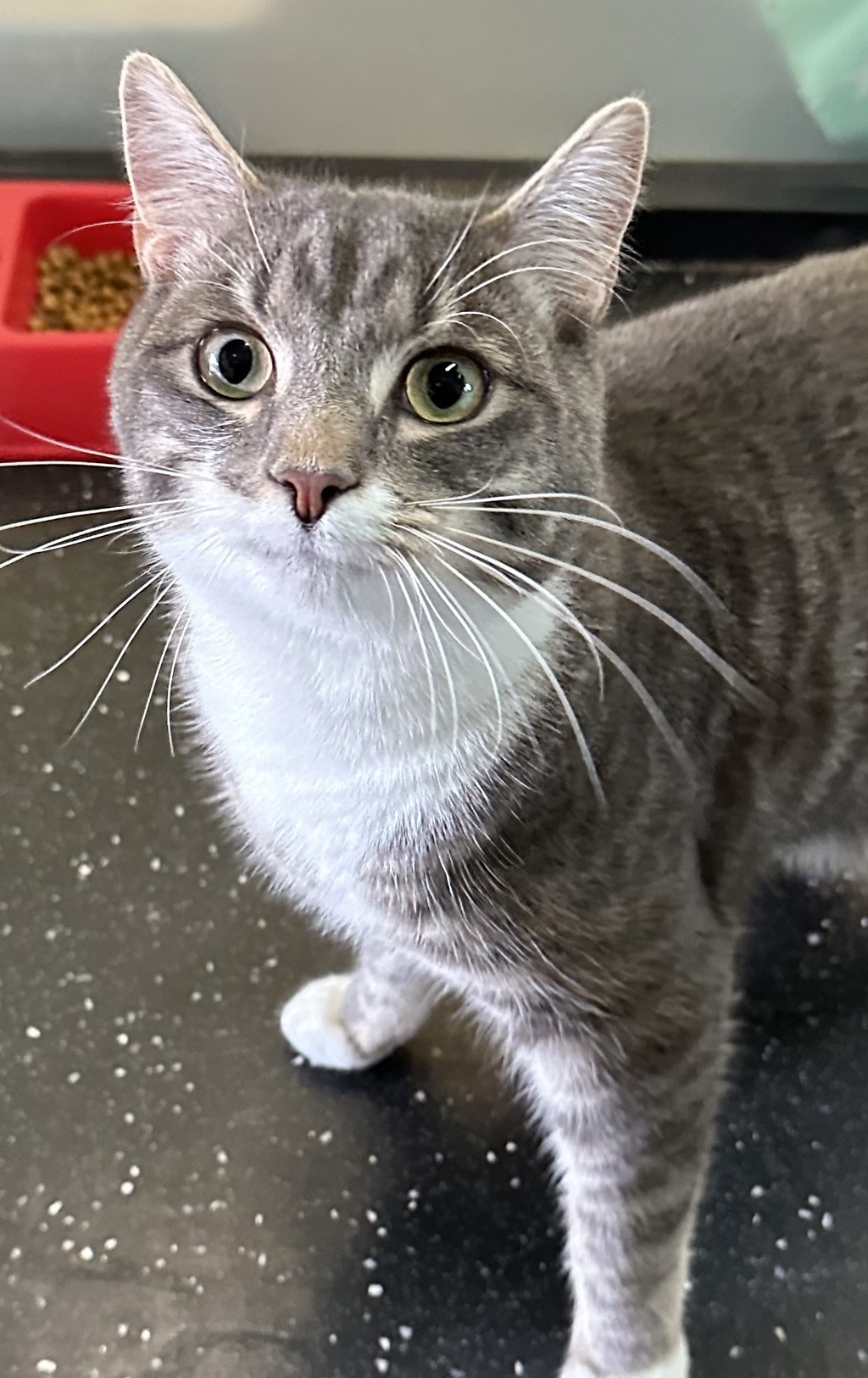 Winx - Male Domestic Short Hair Mix Cat in VIC - PetRescue