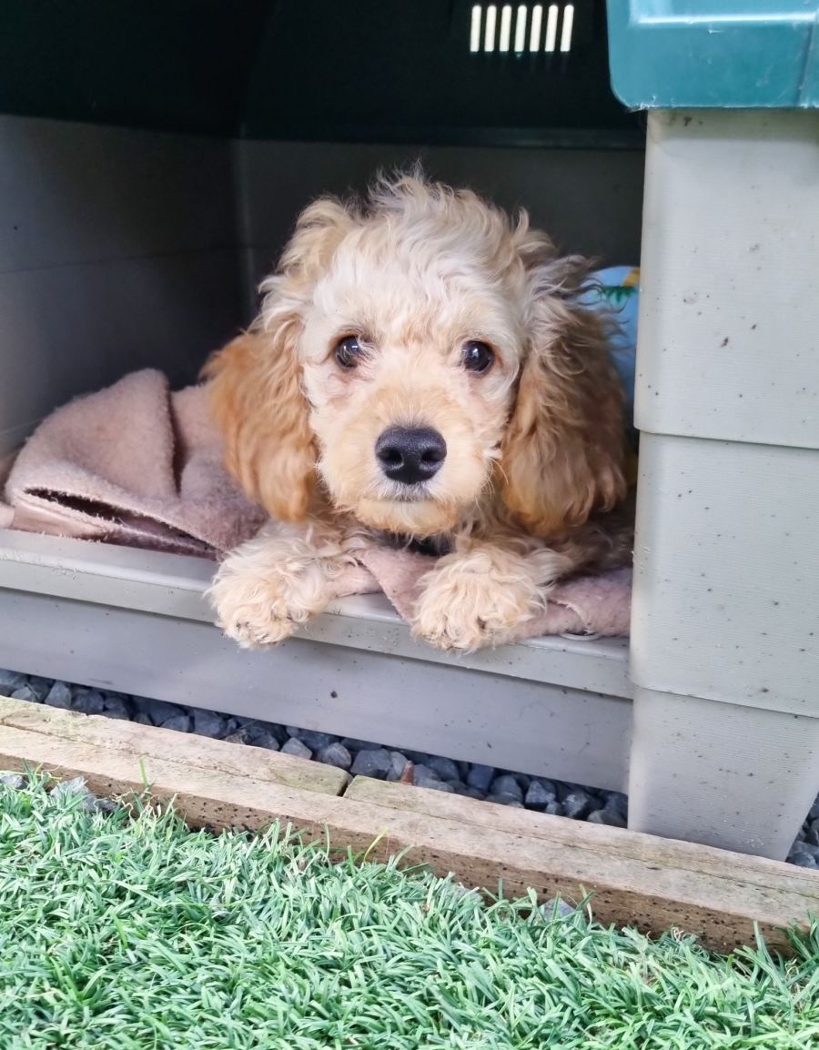 Otter - Small Male Cocker Spaniel x Poodle Mix Dog in NSW - PetRescue