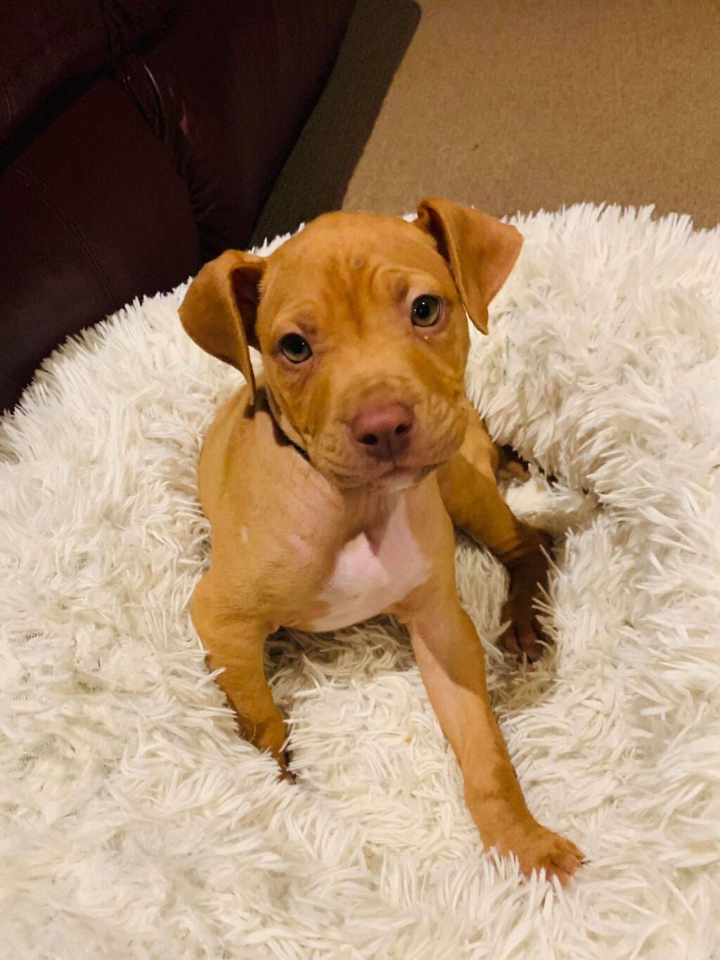 Toby (was Sweet Potato) - Large Male Staffy Mix Dog in VIC - PetRescue