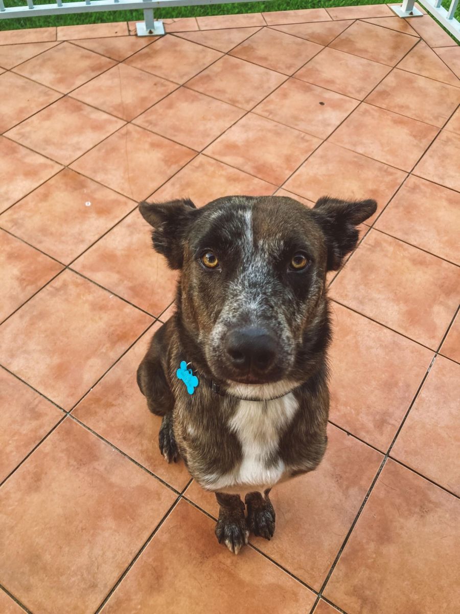 Hank - Medium Male Koolie Mix Dog in NSW - PetRescue